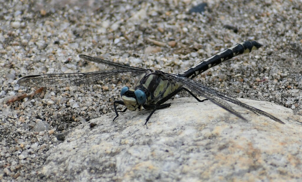 Pacific Clubtail from Veterans Park, Boise, ID, USA on August 4, 2023 ...