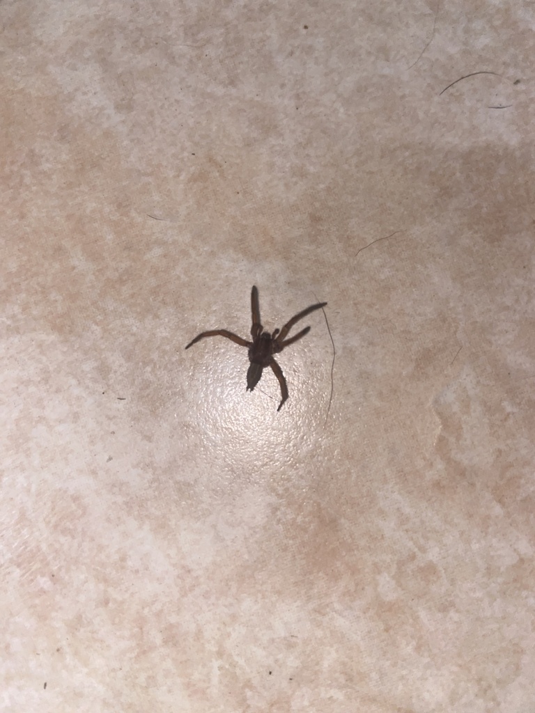 Spiders from Aragon Dr, Harlingen, TX, US on August 5, 2023 at 12:01 AM ...