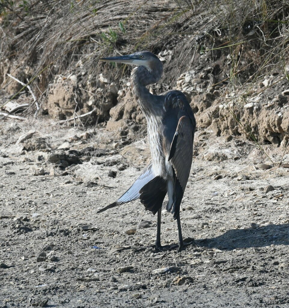 Great Blue Heron from Portland, TX, USA on August 2, 2023 at 09:28 AM ...
