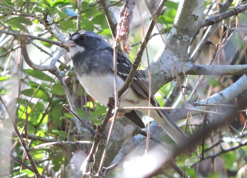 Dark-eyed Junco × White-throated Sparrow (Hybrid Junco hyemalis × ...