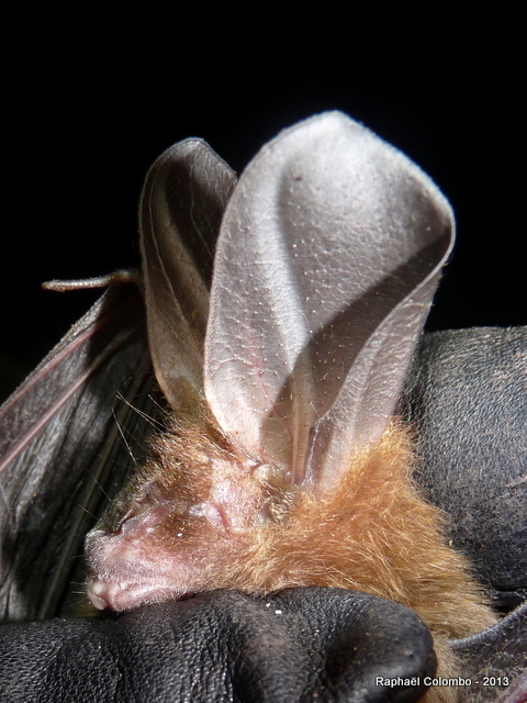Bates's Slit-faced Bat (Nycteris arge) - Know Your Mammals