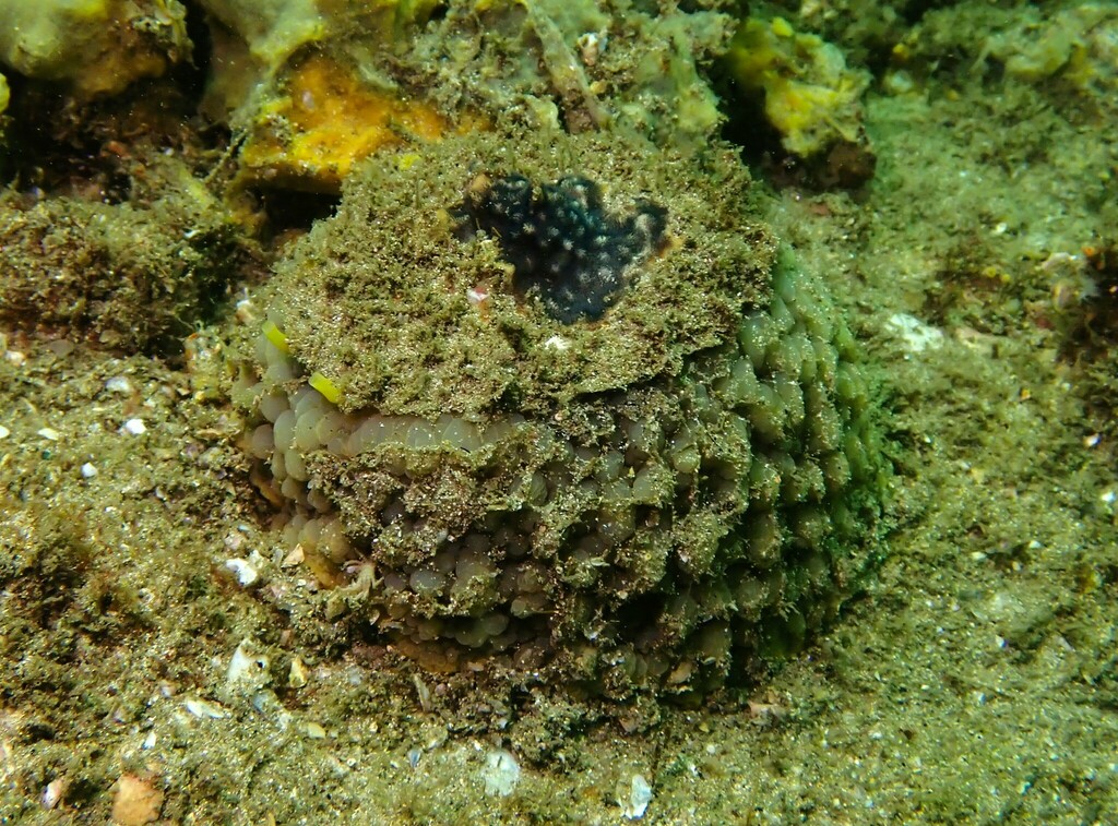 Umbrella Slug from Sydney NSW, Australia on August 4, 2023 at 10:19 AM ...