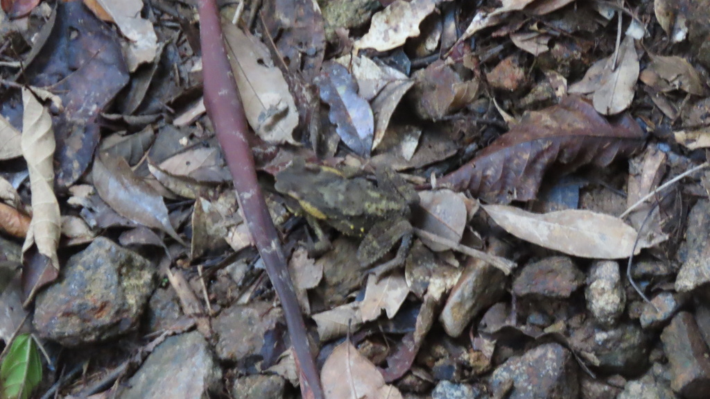 Sulawesian Toad from Lore Lindu National Park, Poso, Central Sulawesi ...