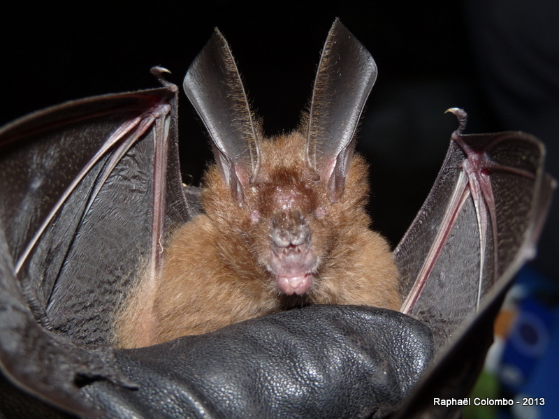 Bates's Slit-faced Bat (Nycteris arge) - Know Your Mammals