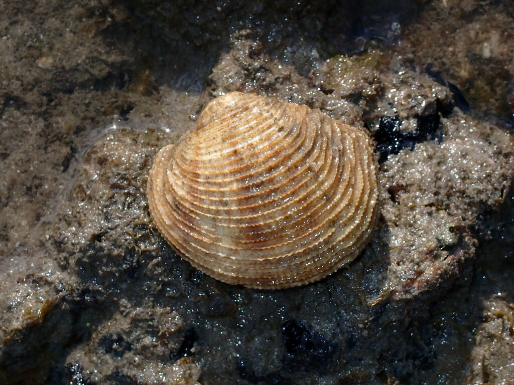 Chemnitz's Cockle from Redland, QLD, Australia on August 1, 2023 at 02: ...