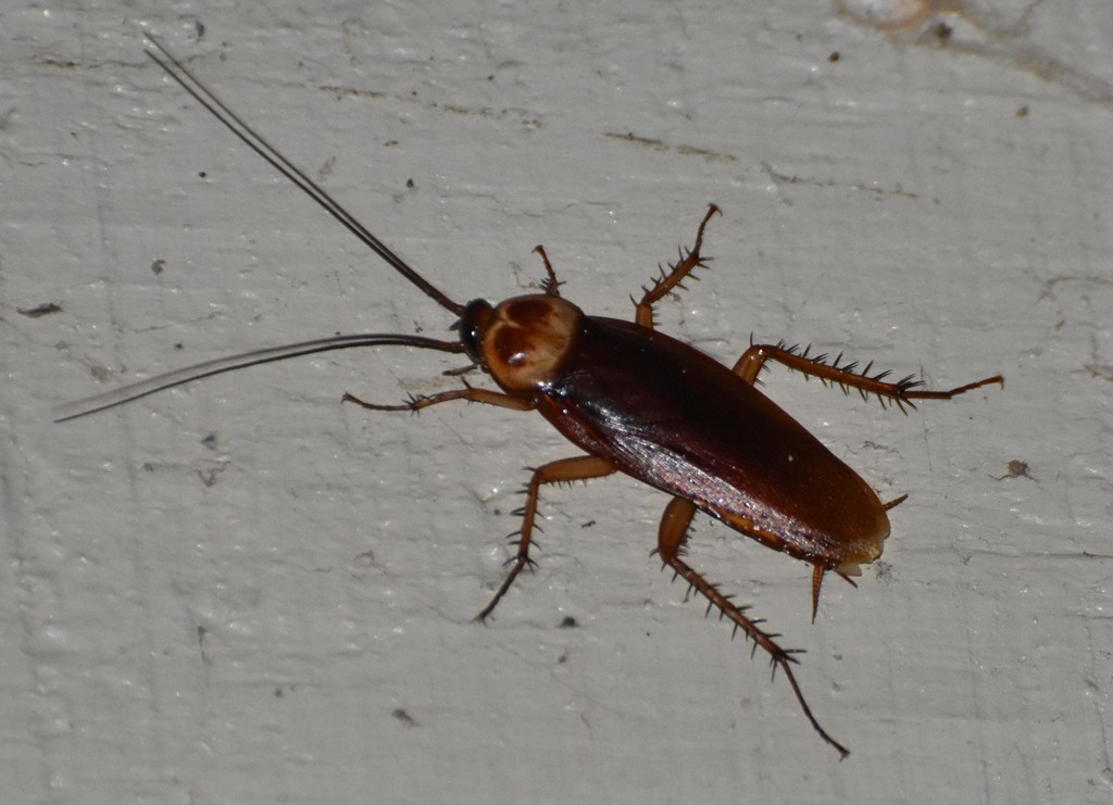 American Cockroach from San Patricio County, TX, USA on January 27 ...