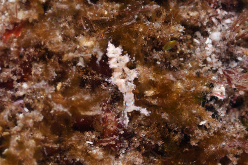 Elysia ellenae · iNaturalist