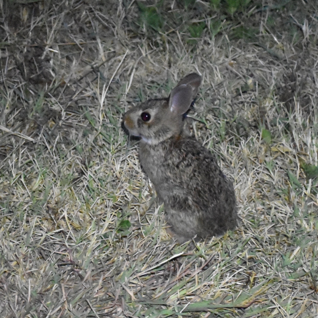 Cottontail Rabbits from Hood County, TX, USA on July 29, 2023 at 08:43 ...