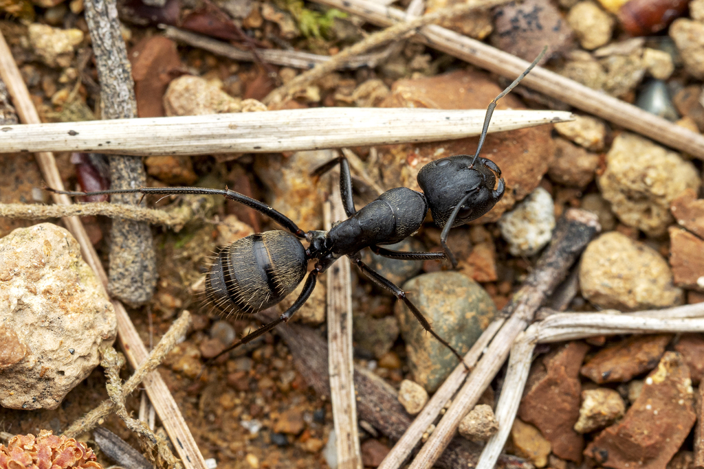 Japanese Carpenter Ant from Yukyuzan, Nagaoka, Niigata, Japan on June 4 ...