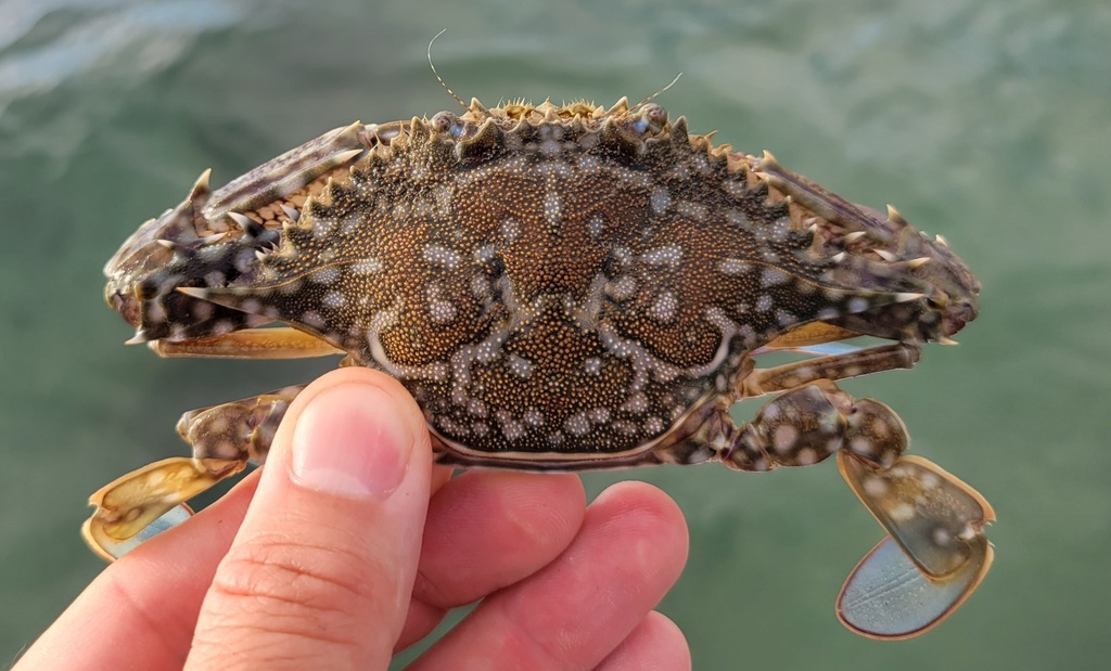 Asian Blue Swimming Crab from Pinrang Regency, South Sulawesi ...