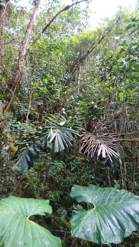 Mararay de Duque (Aiphanes duquei) · NaturaLista Colombia