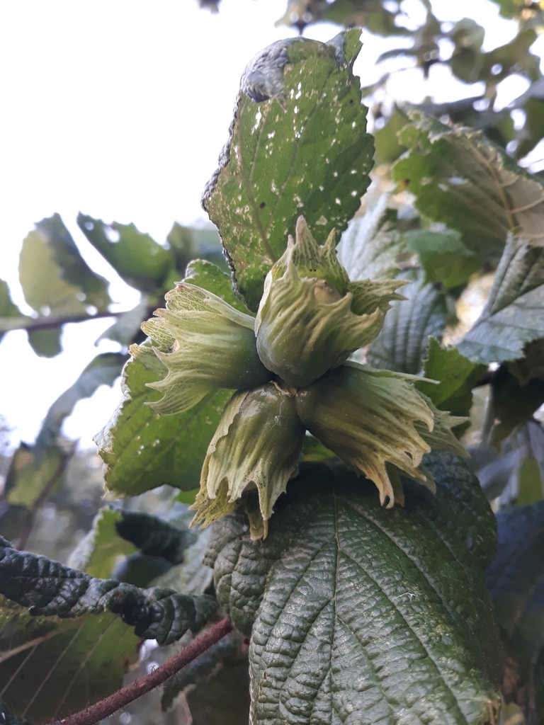 common hazel from Mt.St.Martin, Foch, 54350 Mont-Saint-Martin, France ...