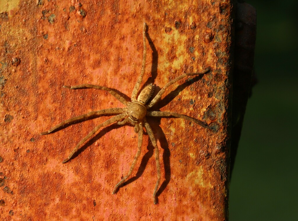 Pantropical Huntsman Spider from Kalawag I, Isulan, Sultan Kudarat ...