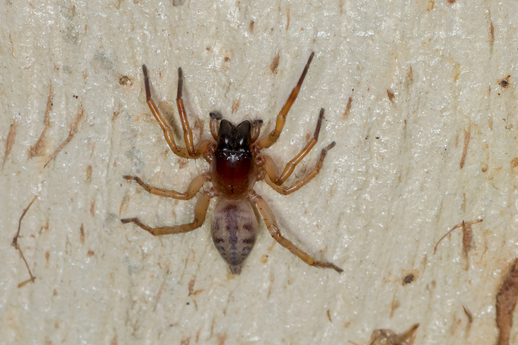 Intruda signata from Melbourne VIC, Australia on August 4, 2023 at 09: ...