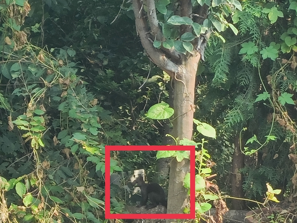 Eurasian Red Squirrel from Linyi, CN-SD, CN on August 18, 2021 at 03:00 ...