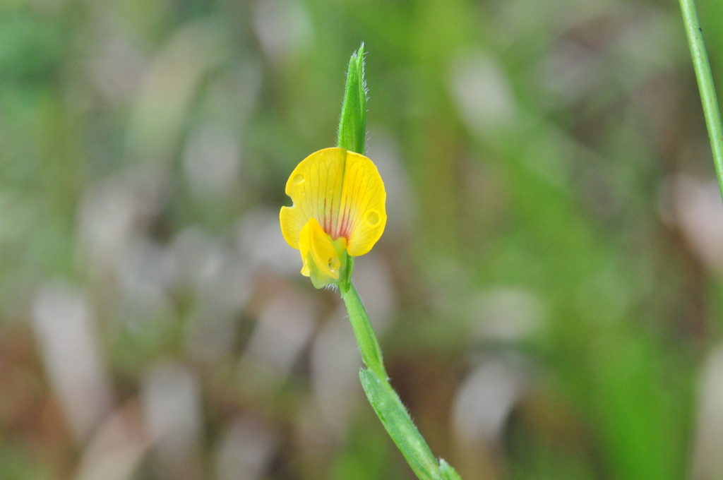 (Zornia latifolia) - Botanical Realm