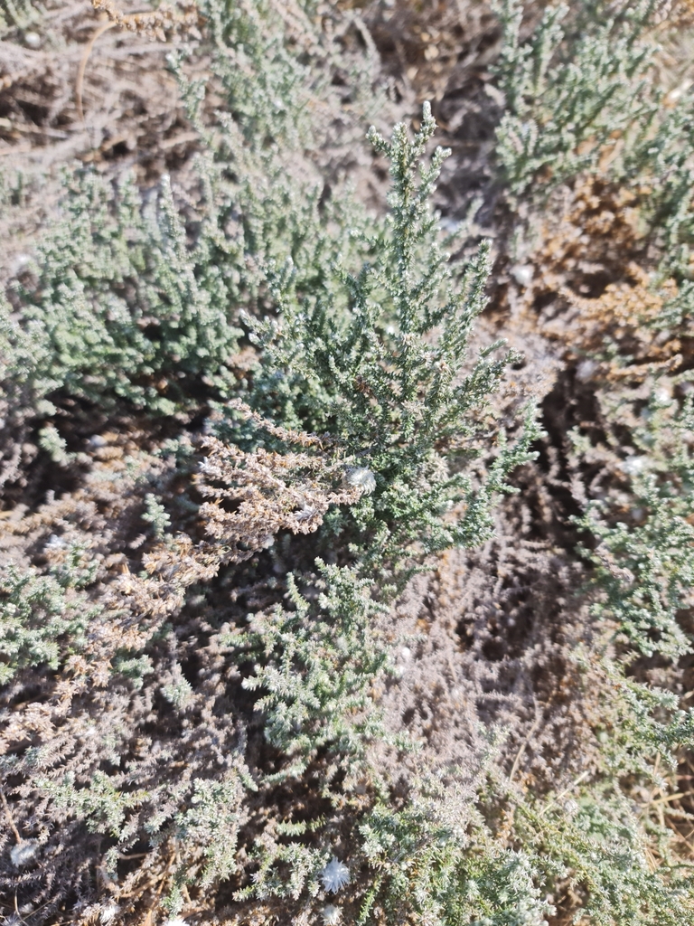 Grassveld Snakebush from Fochville, 2515, South Africa on August 5 ...