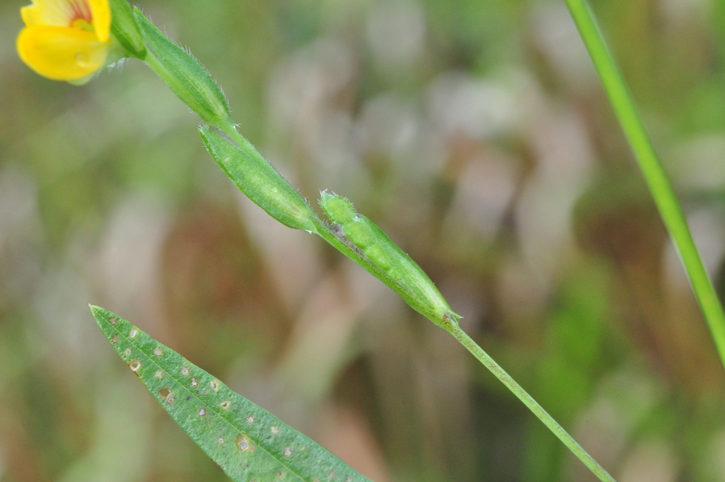 (Zornia latifolia) - Botanical Realm