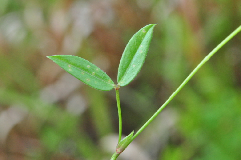 (Zornia latifolia) - Botanical Realm