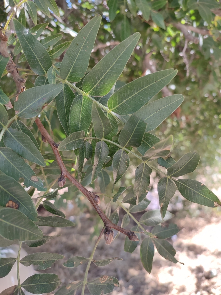 Mount Atlas mastic tree from ΛΙΝΑΡΙΑ, Panormos 852 00, Greece on August ...