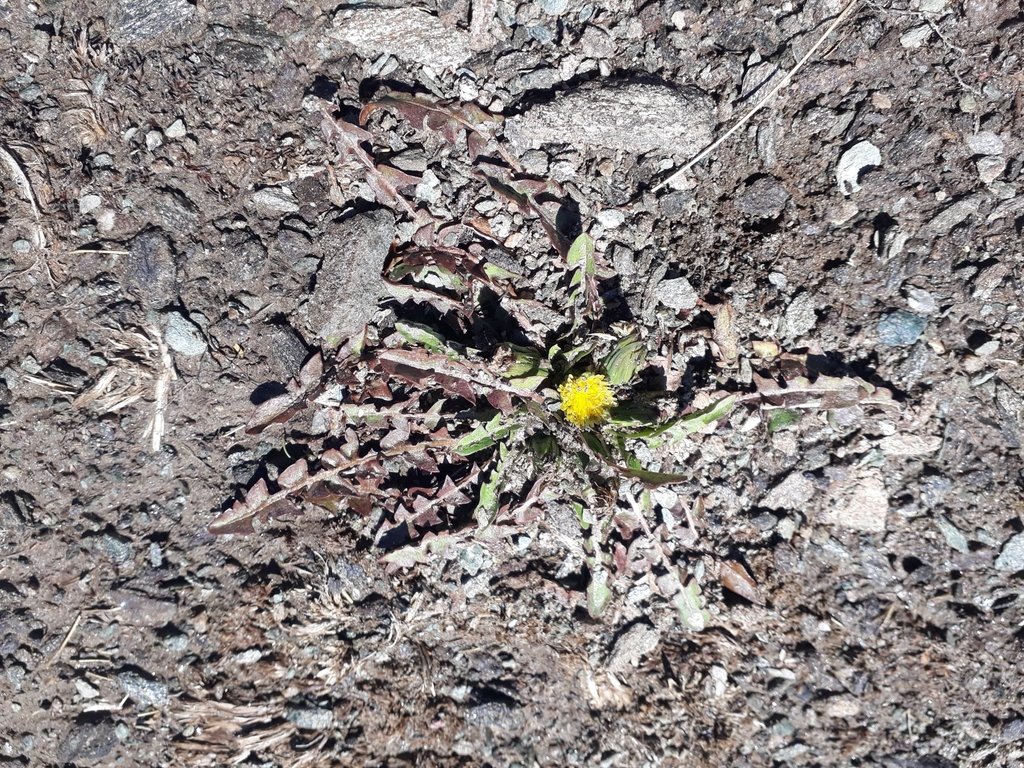 New Zealand Native Dandelion from Cardrona 9381, New Zealand on January ...