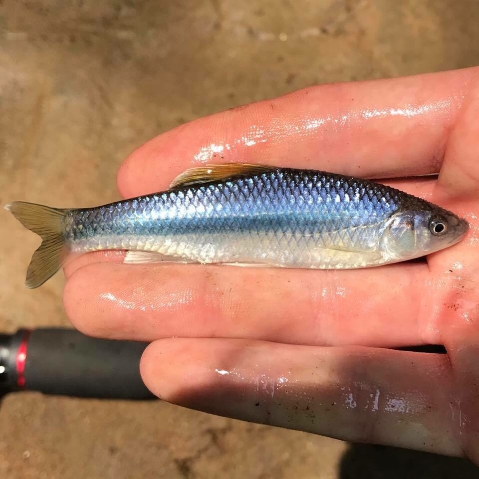 Greenfin Shiner in November 2018 by elijah_lee00. Greenfin shiner, a ...