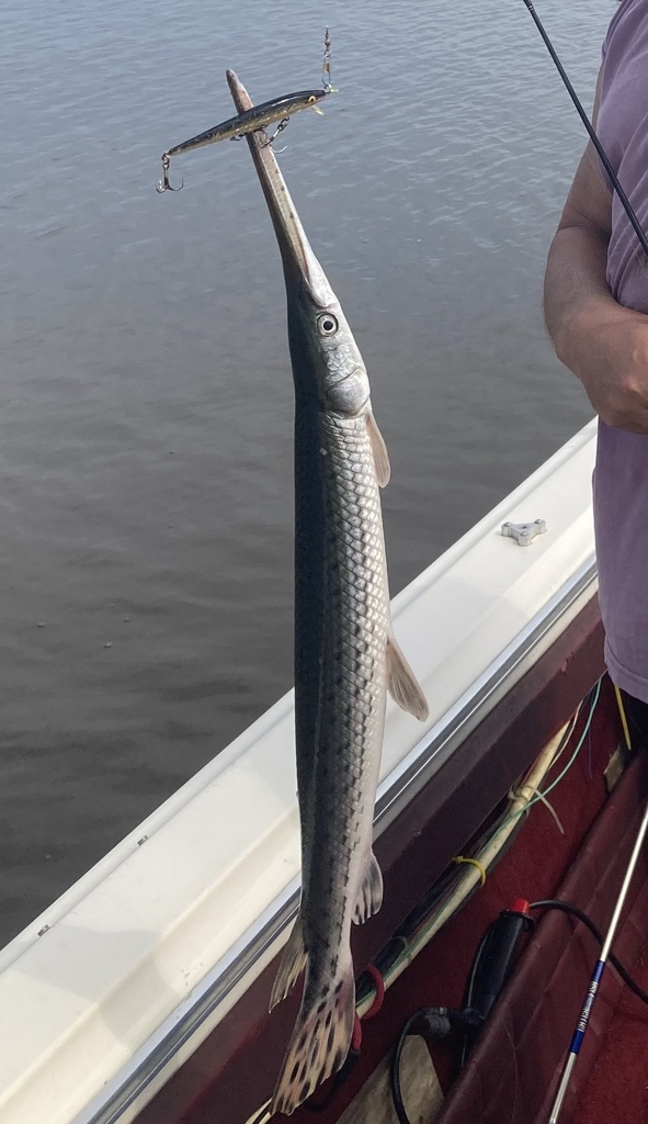 Longnose Gar from Pawleys Island, SC, US on August 3, 2023 at 10:56 AM ...