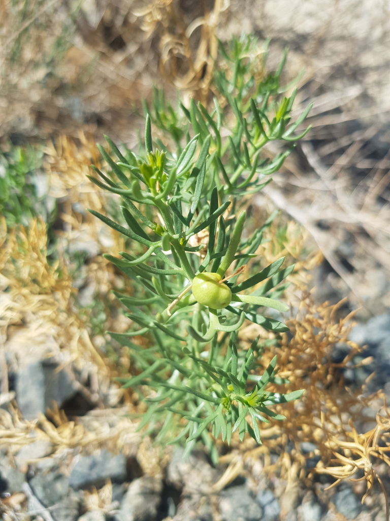 harmel from Bayan-O'ndor, Mongolia on July 28, 2023 at 10:57 AM by ...