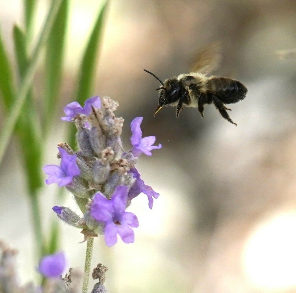 Black-and-gray Leafcutter Bee from Mackinac County, MI, USA on July 29 ...