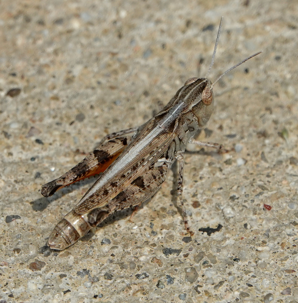 White-whiskered grasshopper from Sioux County, NE, USA on July 23, 2023 ...