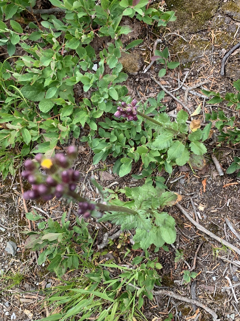 rayless mountain ragwort from Whatcom County, US-WA, US on July 29 ...