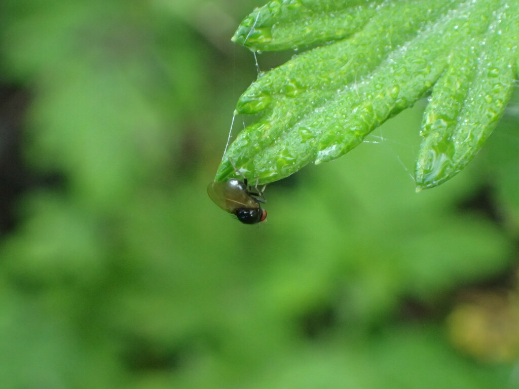 Acalyptrate Flies from Huntington, VA, USA on August 5, 2023 at 08:25 ...