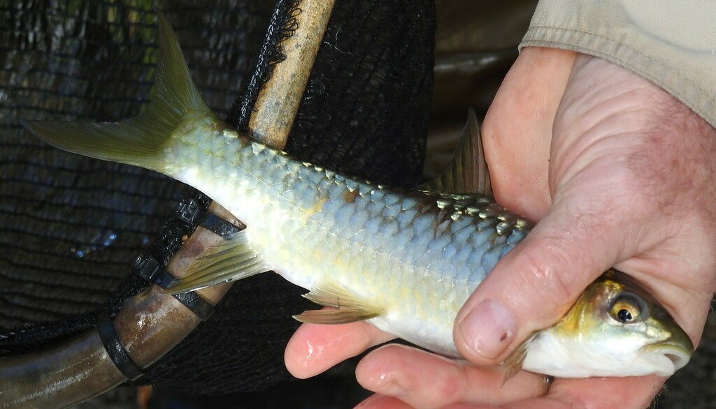 Large-scale Yellowfish from Jock Concession, Kruger National Park on ...