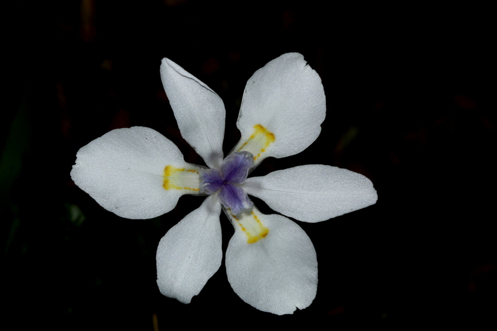 Small Fortnight Lily from Ehlanzeni District Municipality, South Africa ...