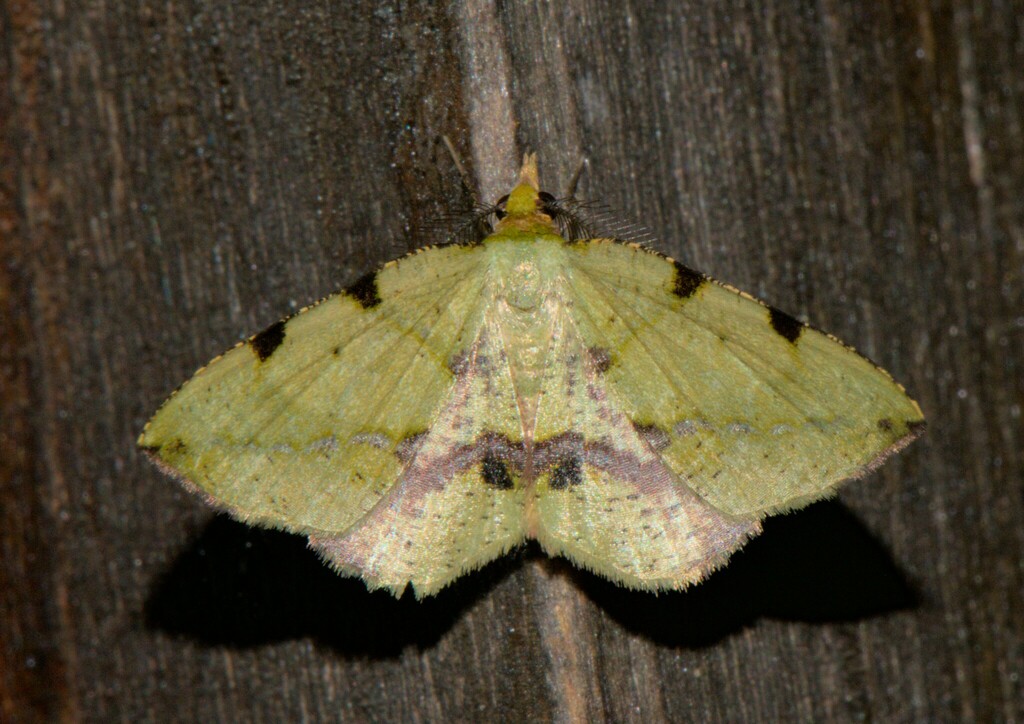 Heterolocha patalata from Bheema Udiya, Munsyari, Uttarakhand 262554 ...