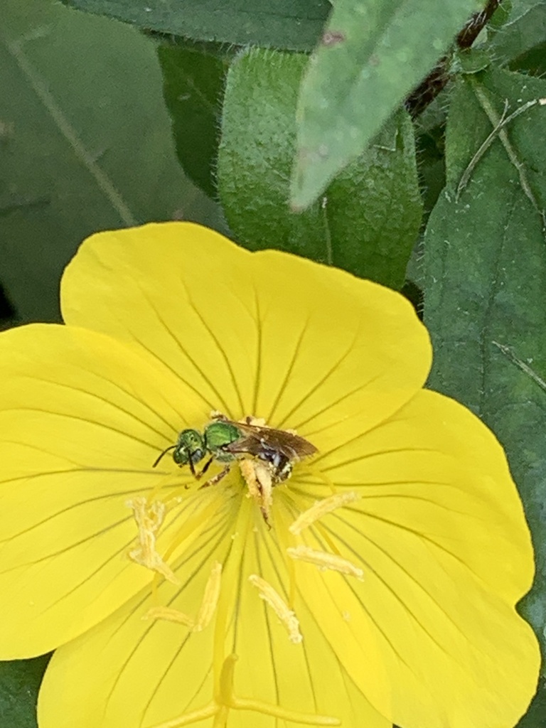 Striped Sweat Bees from Oxbow Dr, Middlesex Centre, ON, CA on August 5 ...