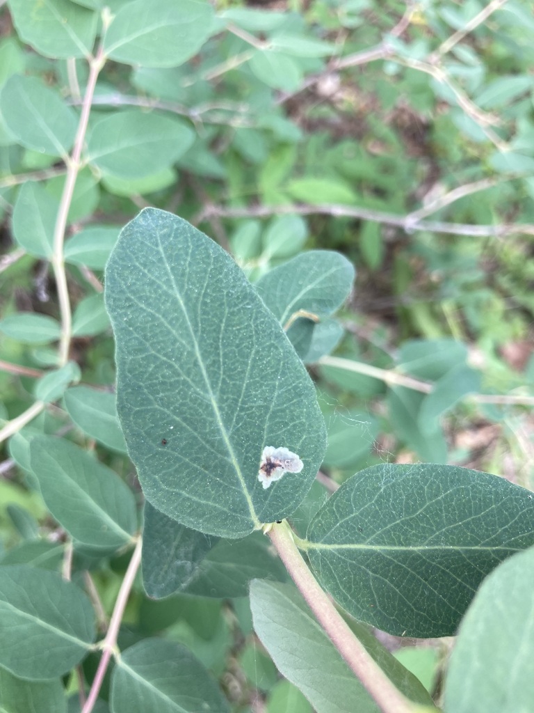 Winged and Once-winged Insects from Southwest Calgary, Calgary, AB ...