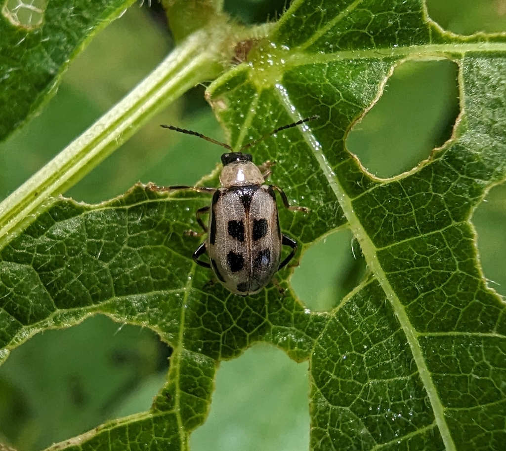 Bean Leaf Beetle from East Palmyra, NY 14513, USA on August 5, 2023 at ...