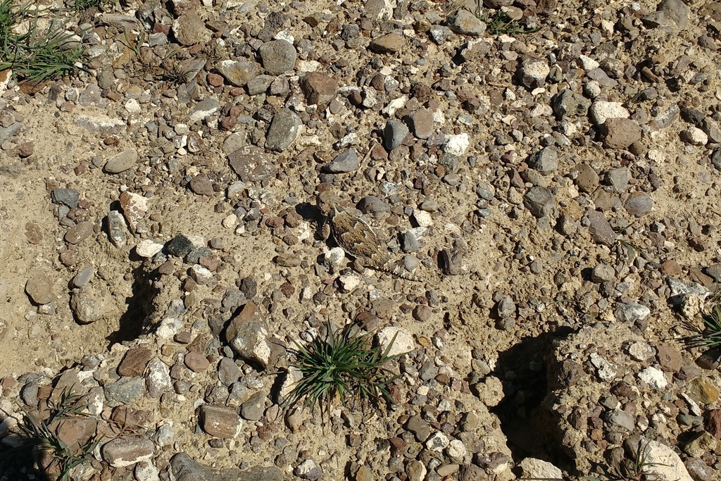 Desert Horned Lizard from Owyhee County, ID, USA on April 17, 2016 at ...