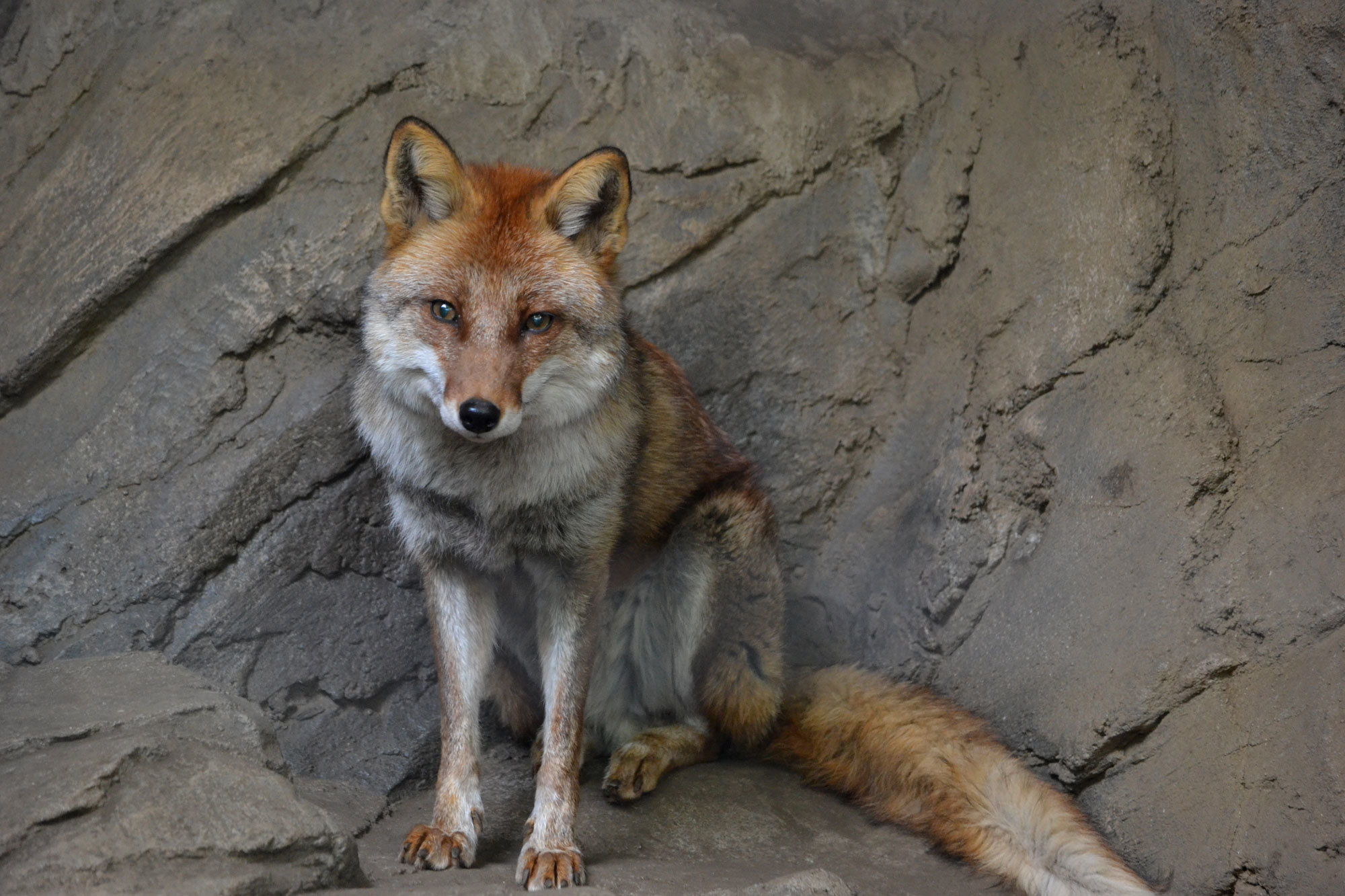 Species Of Foxes In Japan