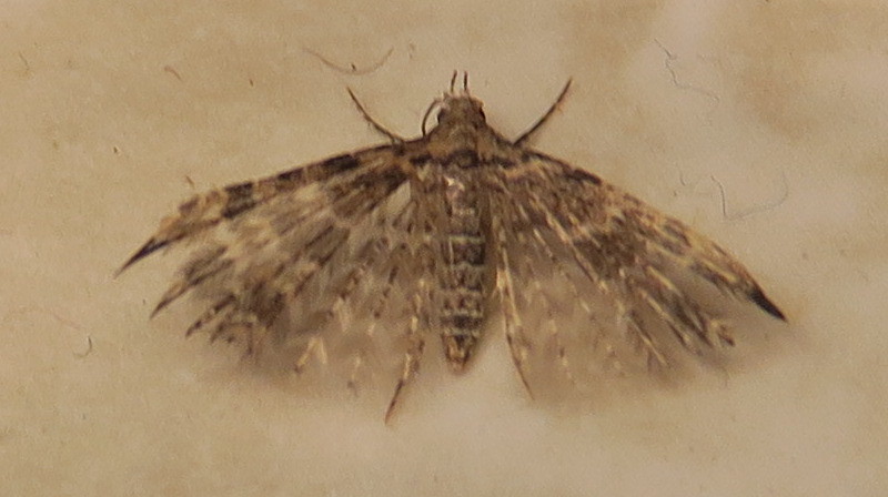 Montana Six-plume Moth from Whatcom County, WA, USA on December 25 ...