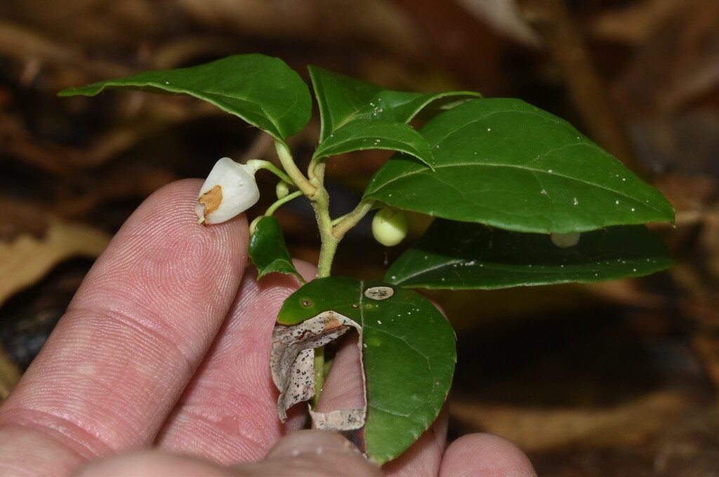 Eastern Teaberry from Cowles Bog, Indiana Dunes National Park on July ...