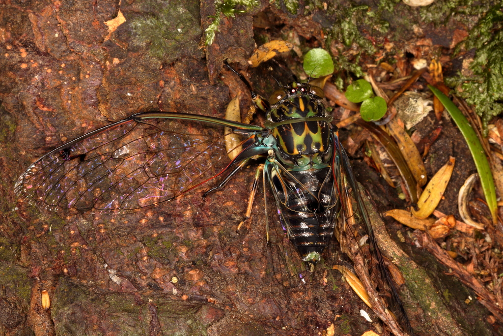 Chorus Cicada from Manaia Wildlife Habitat, Okuti Valley, New Zealand ...