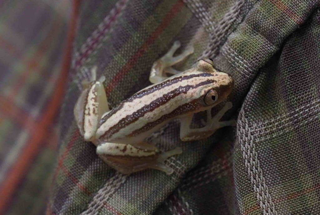 Stuhlmann's Spiny Reed Frog from Kidayi, Tanzania on January 12, 2019 ...