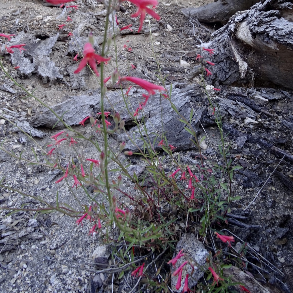 Bridges' penstemon from Riverside County, CA, USA on August 4, 2023 at ...