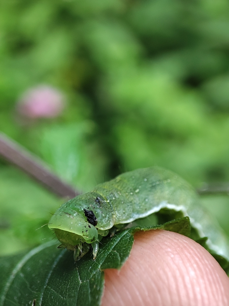 Small Angle Shades from Брянская обл., Россия, 242181 on August 5, 2023 ...