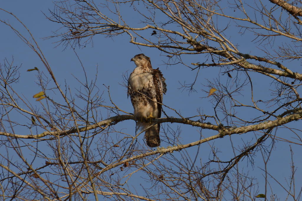 Red-tailed Hawk from Northampton County, VA, USA on December 21, 2016 ...