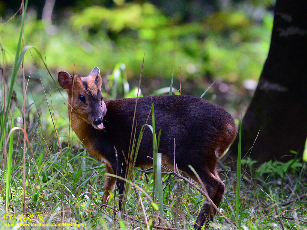Taiwan Muntjac (Muntiacus reevesi micrurus) - Know Your Mammals