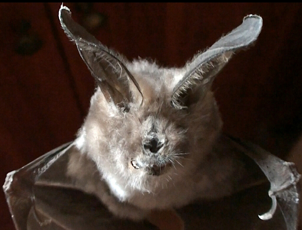 Slit-faced Bats (Nycteridae) - Know Your Mammals
