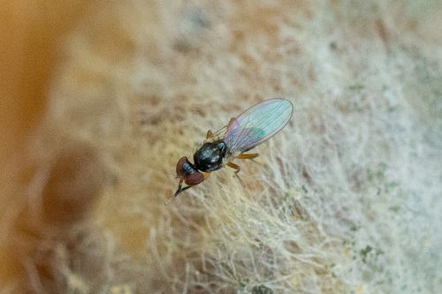 Genus Fungomyza · iNaturalist